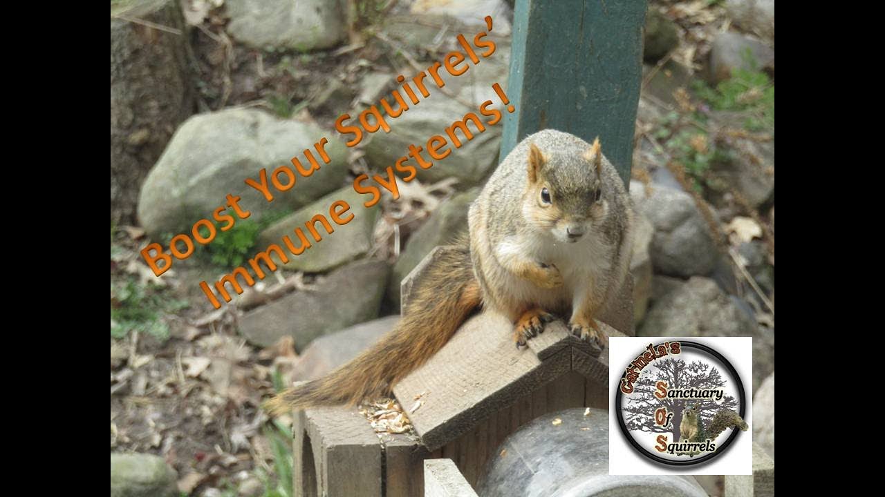 Immunity Boosting Nut Paste - How to Help Your Wild Squirrels ...