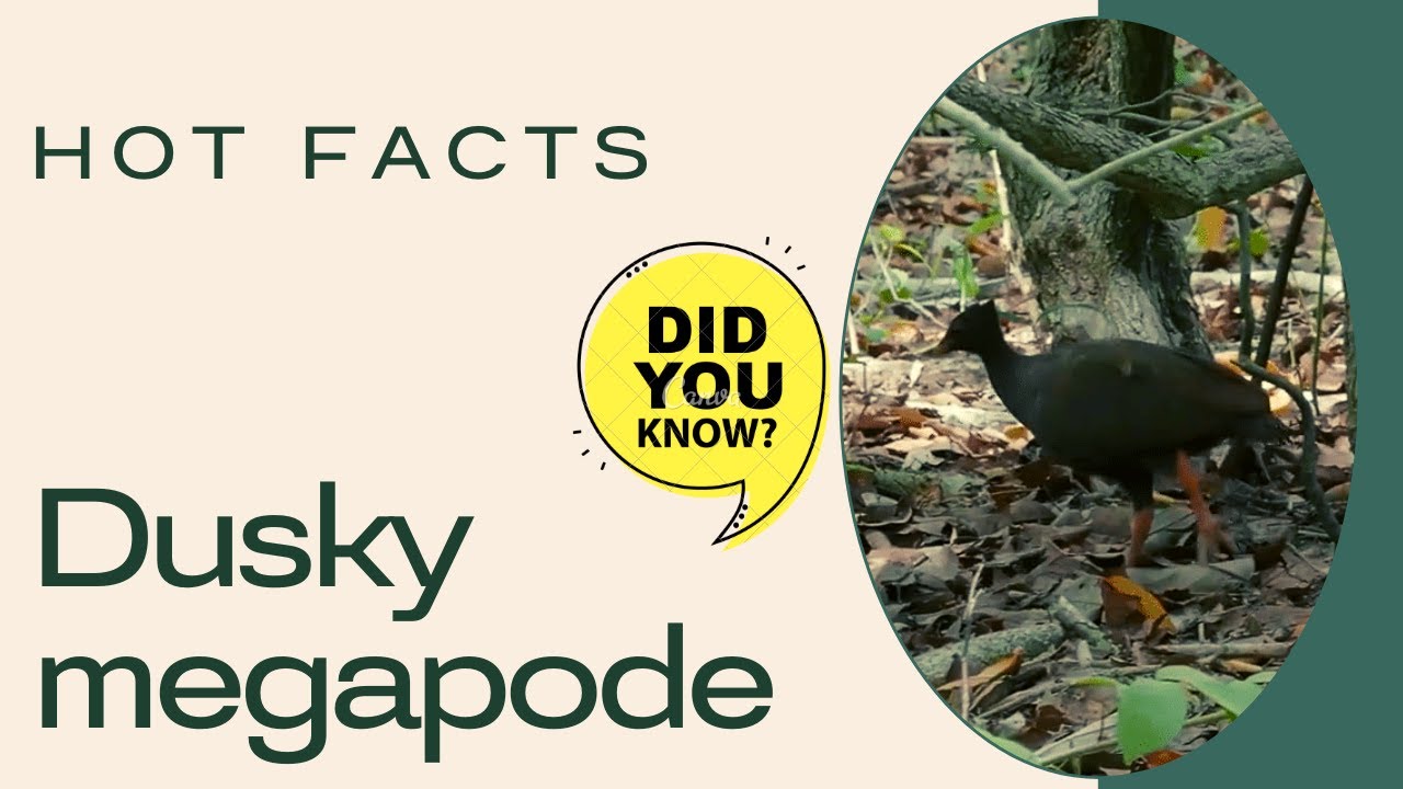 dusky megapode facts - YouTube