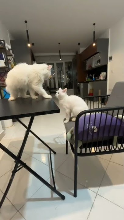 Whiskers Gone Wild: Epic Cat Fight Showdown! - YouTube