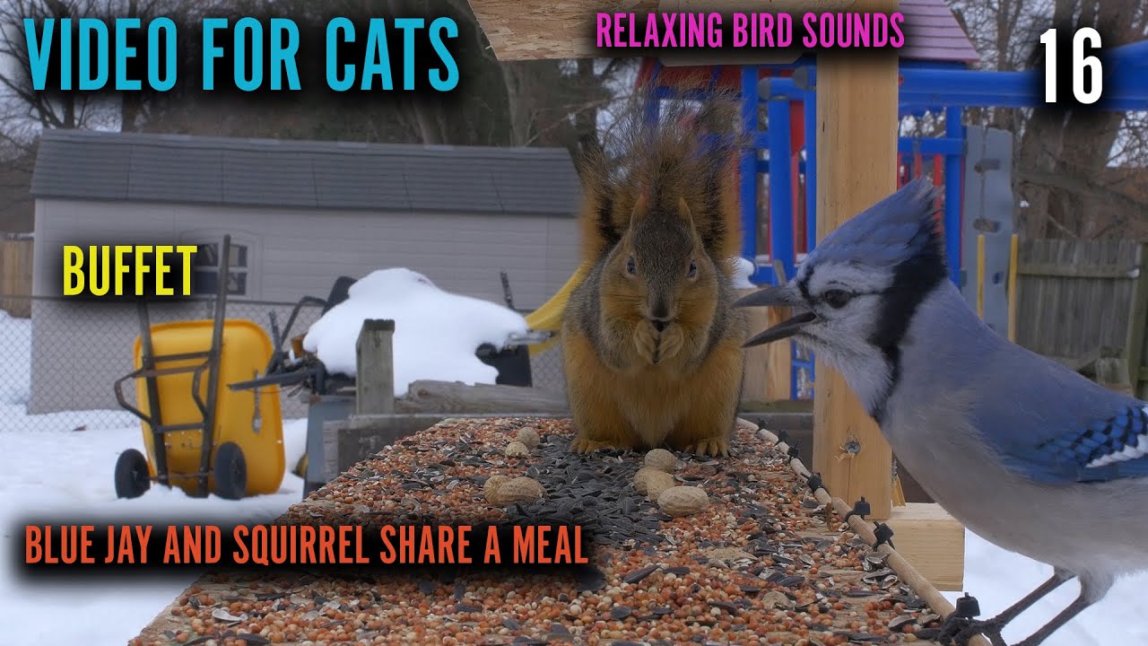 Blue Jay Joins Squirrel For Lunch - Michigan Wildlife - 4k - 16 - YouTube