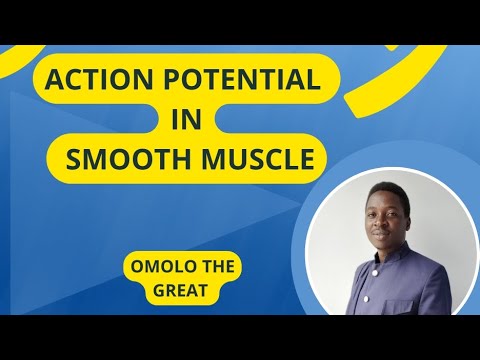 Action Potential in Smooth Muscle - YouTube