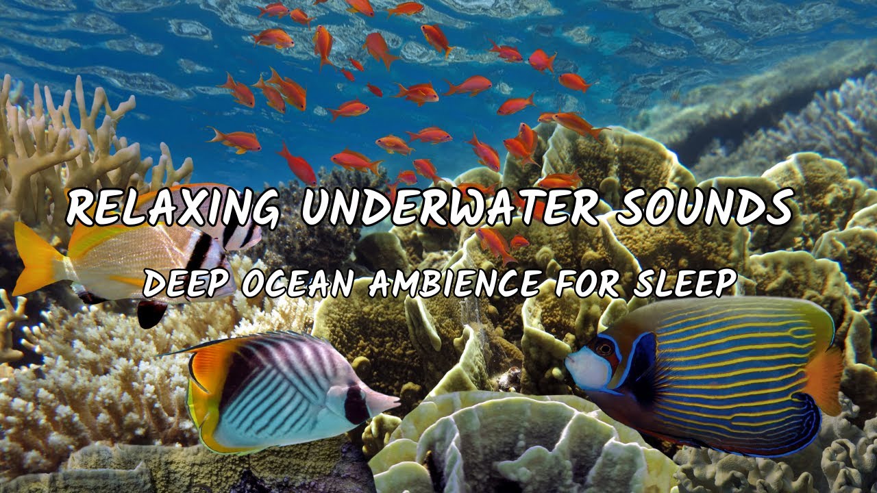 Relaxing Underwater Sounds For Sleep | Deep Ocean Ambience - YouTube
