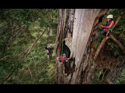 TRIBUTE TREES - TREE FELLING ON THE ISLE OF SHEPPEY - YouTube