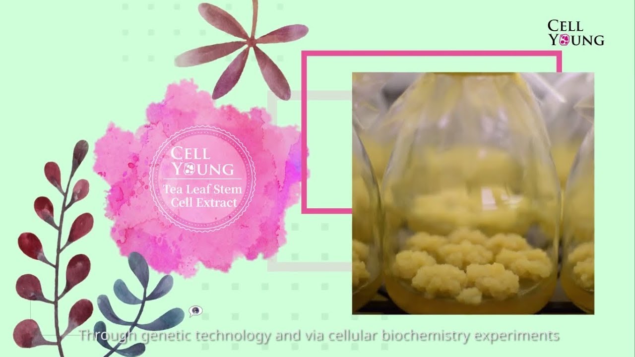 TCI-IBD - Cell Young® Tea Leaf Stem Cell Extract for Skin Benefits ...