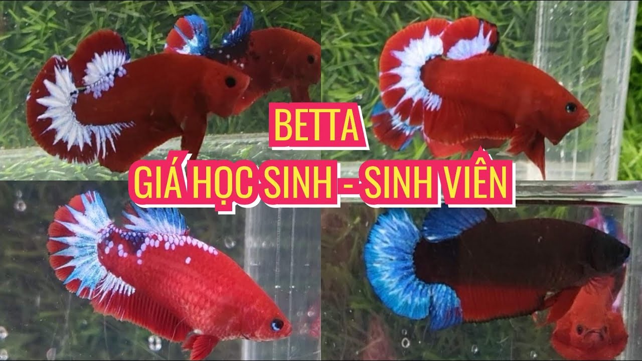 Đợt cá 28 - 10 - 2022 | Red Fancy Star Tail | Betta giá học sinh ...