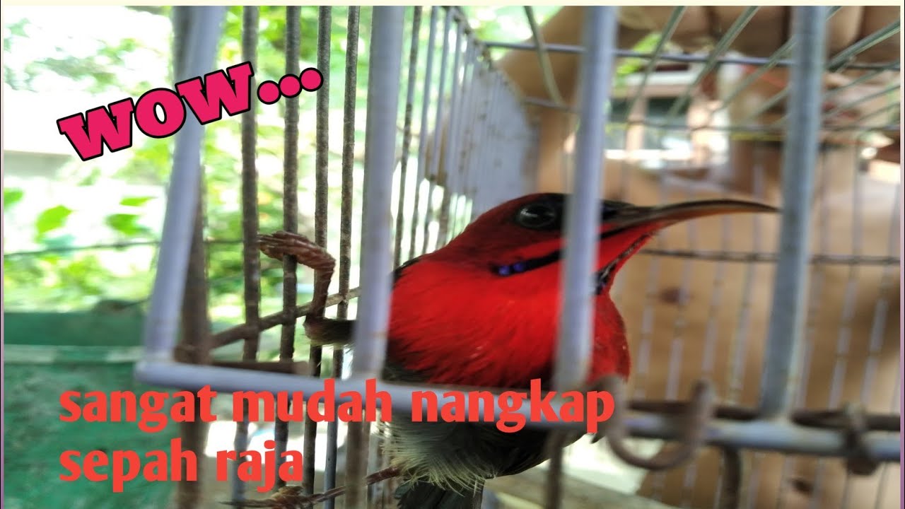 Cara Mikat burung sepah raja langsung kenak sepasang - YouTube