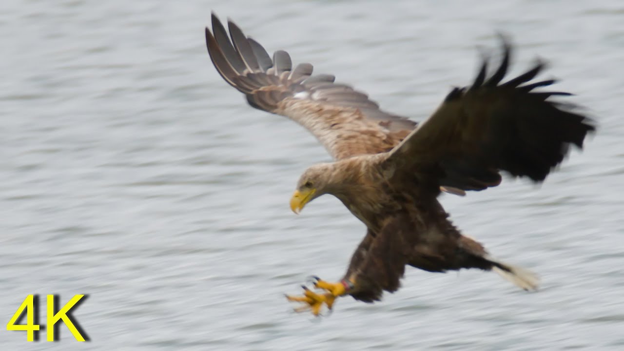 Seeadler beim Fischen in 120 Bilder/sec und 4k --White-tailed Eagles fishing in 120 fps 4K - YouTube