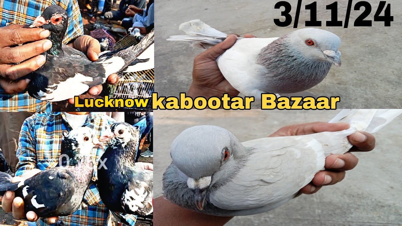 Lucknow kabootar Bazaar new video 3/11/24 Lucknow gola kabutar saste ...