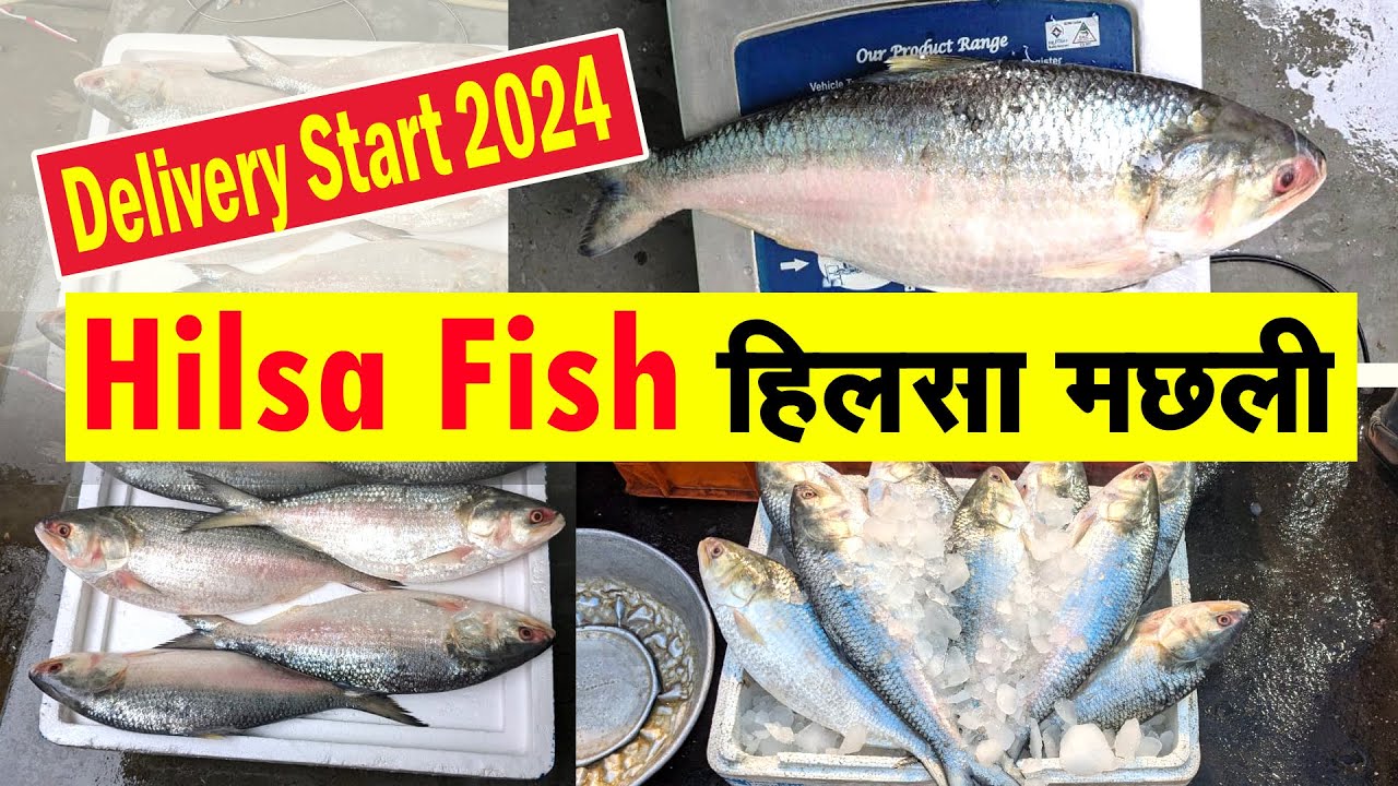 Hilsa Fish sale at best price in 2024 - हिलसा मछली - Hilsa Fish at ...
