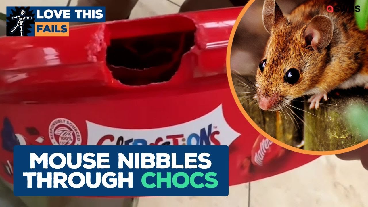 Mouse gets into chocolate stash 🐭🍫 | LOVE THIS! - YouTube