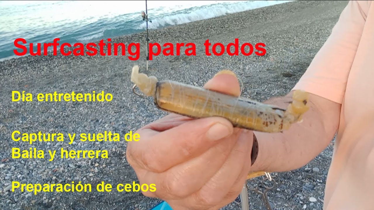 Preparación de cebos, captura y suelta y día entretenido Surfcasting ...