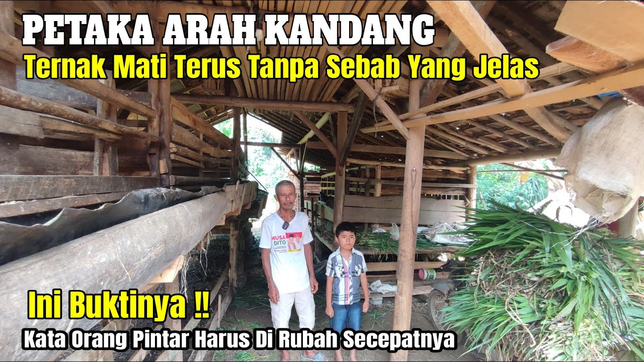 Bukti.. Arah Kandangnya Salah Kambing Mati Tanpa Ada Sebab Jelas. pak ...