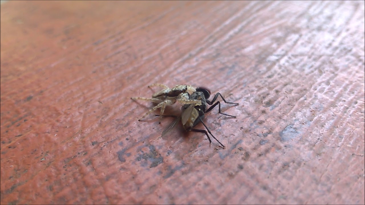 Spider attacks fly - YouTube