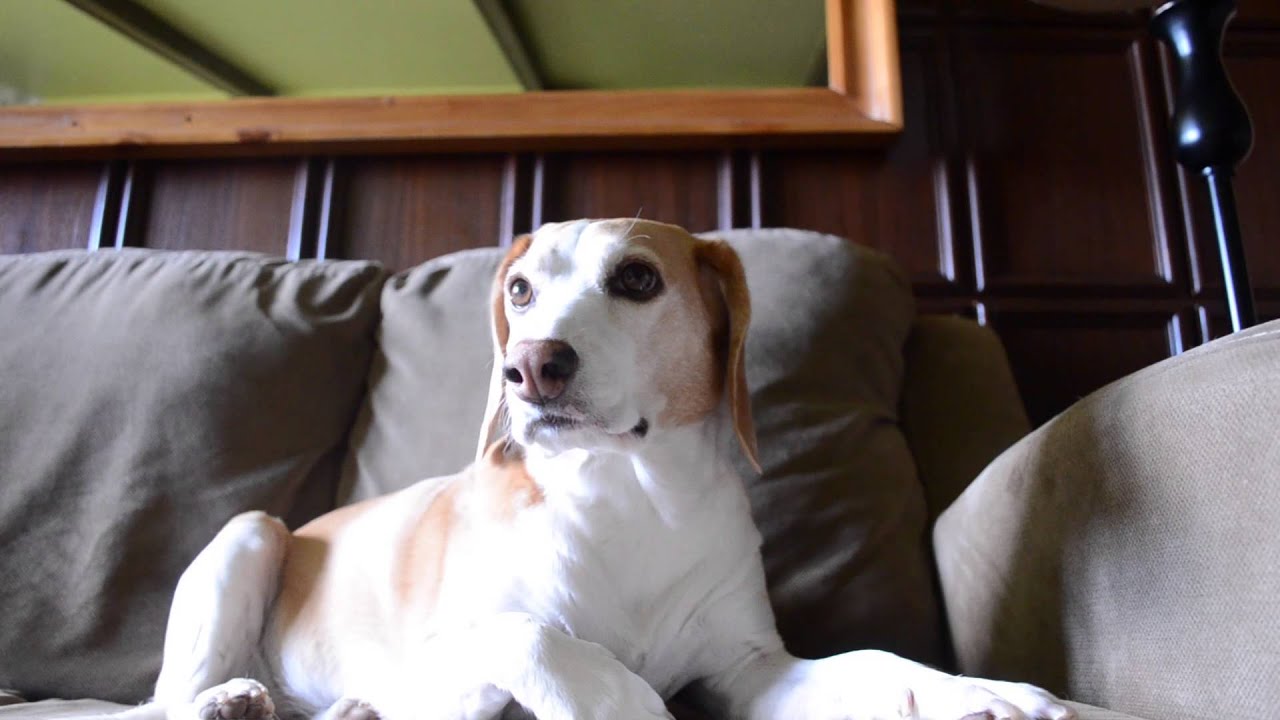 Bella the Beagle Documentary - YouTube