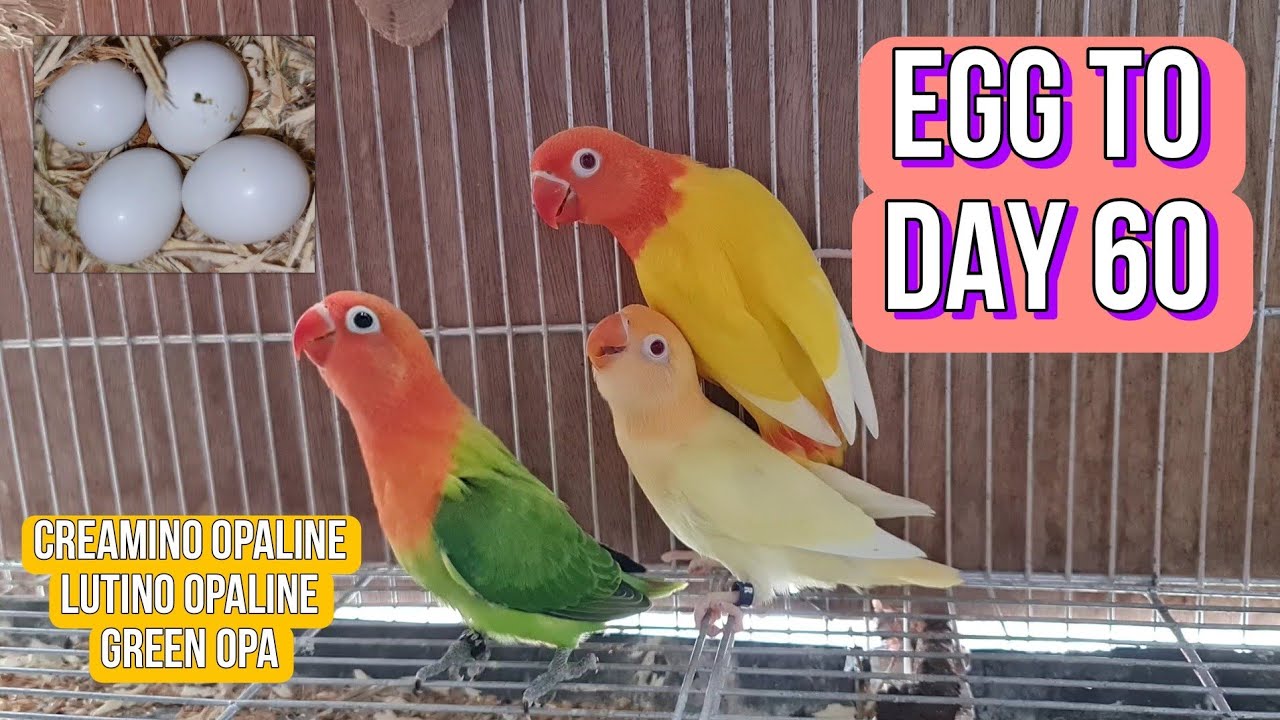 African Lovebirds | Egg to Day 60 | Cremino Opaline | Lutino Opaline ...