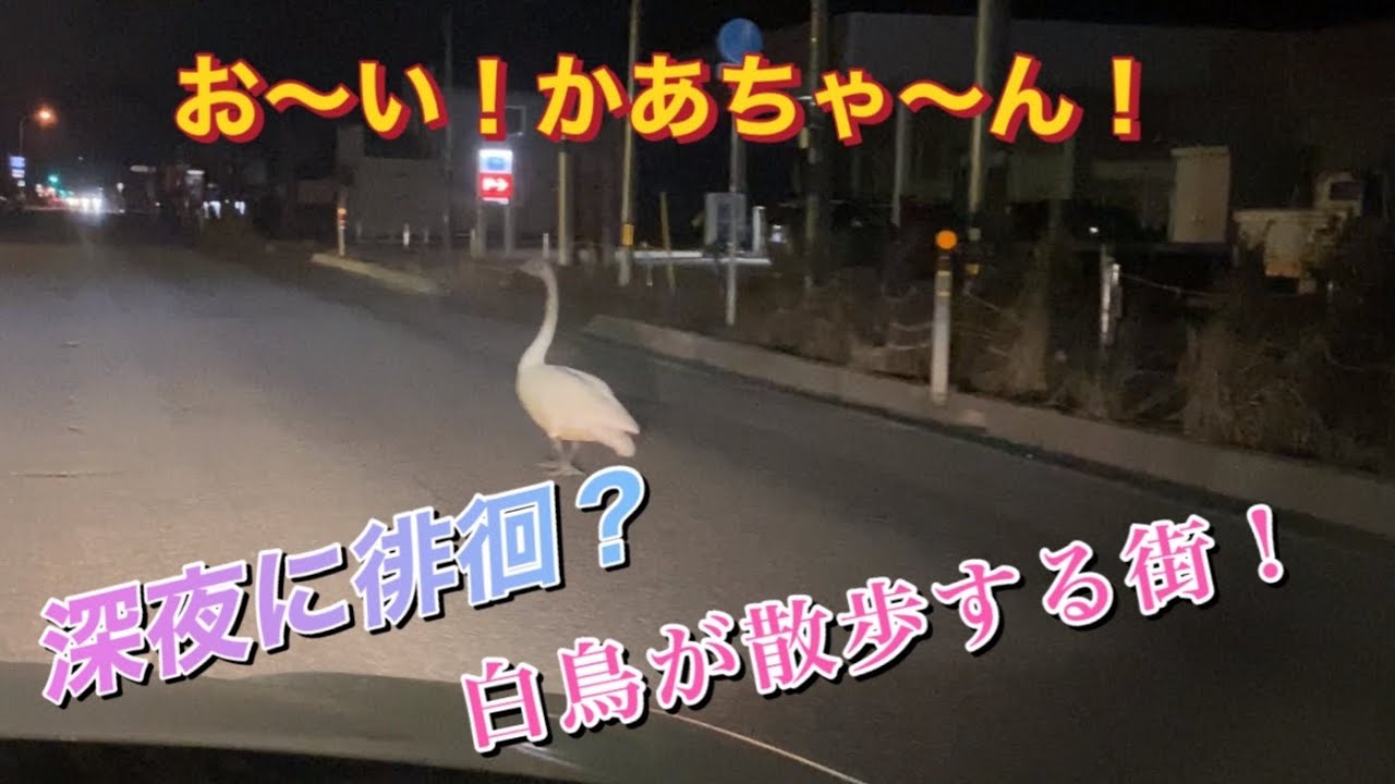 vr34 あ！え？こんな所に白鳥が？ - YouTube