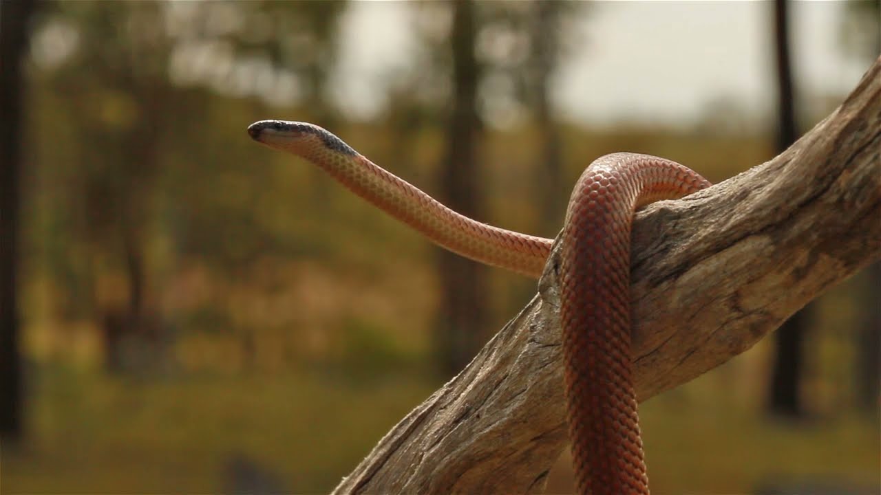 RED-NAPED SNAKE DURIKAI STATE FOREST WARWICK SOUTH-EAST QUEENSLAND//RED ...