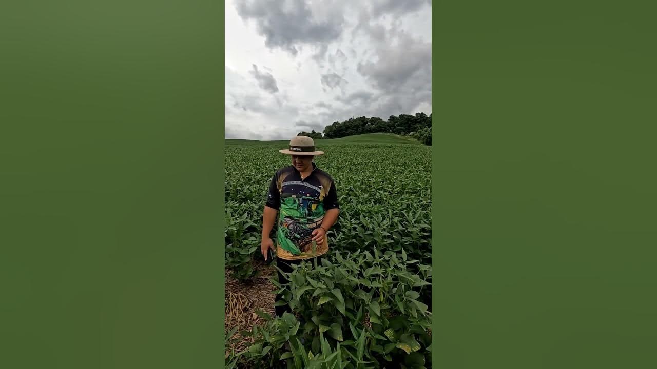Mostrando Mais da Nossa Lavoura de Soja - YouTube