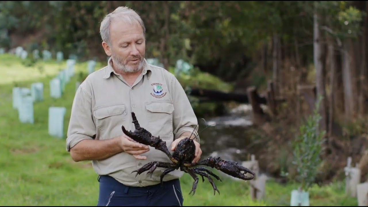 Tasmanian Giant Crayfish