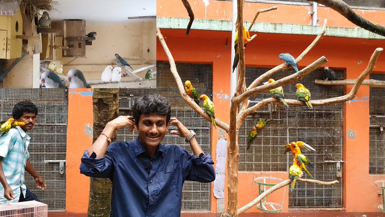 Amazon Parrots New Bonding Breeding Pair Setup / Amazing Monk Parakeet ...