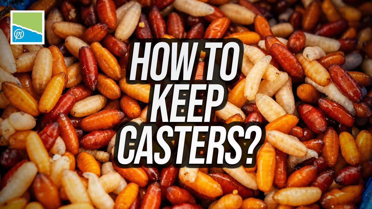 How To Keep and Maintain Casters | Will Freeman - YouTube