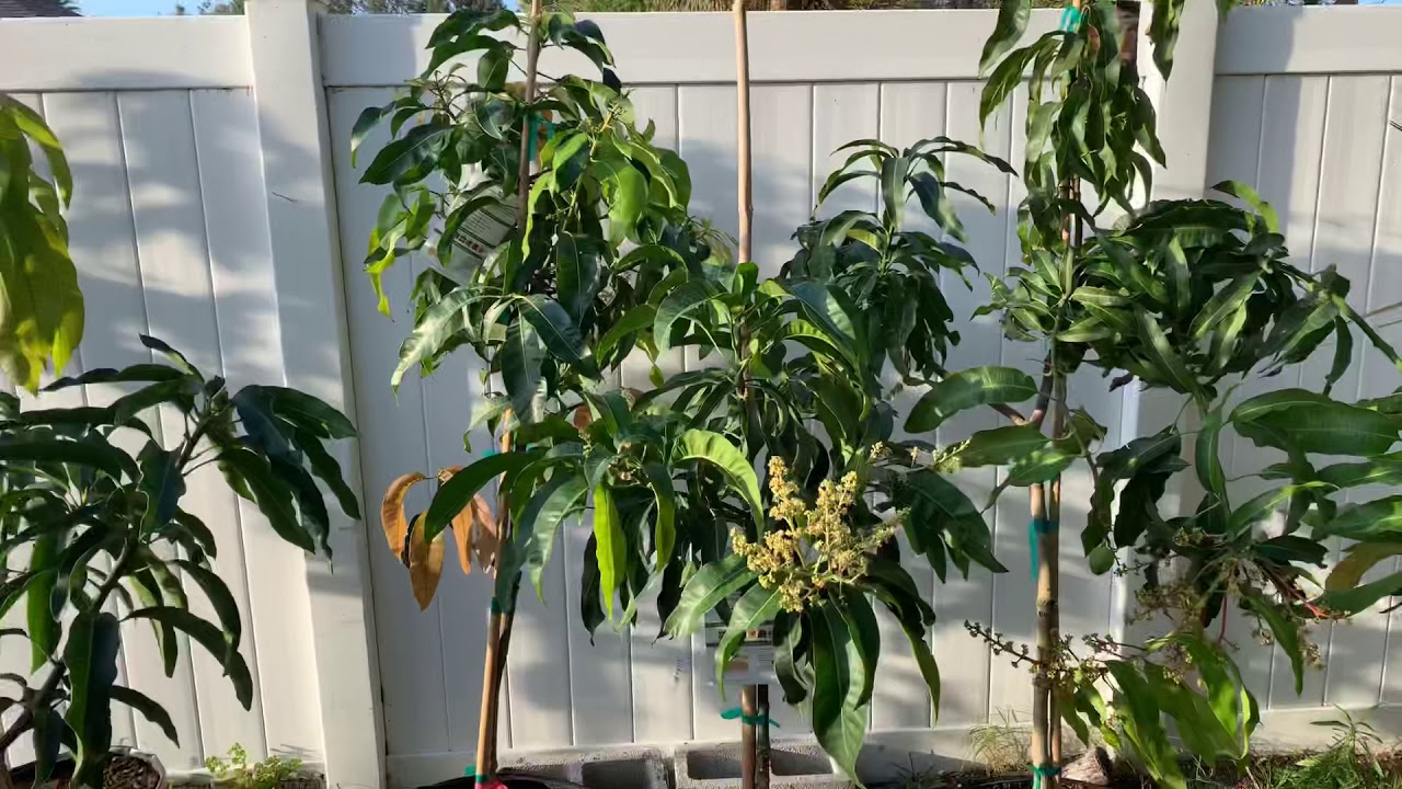 Carrie Mango Trees - YouTube