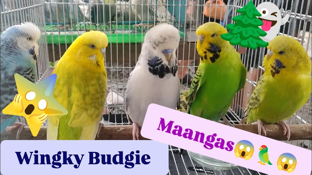 Vlog531 Wingky Budgie Ni Boss Aries Rueda Ang Angas Solid😱🐦🦜😱 - YouTube