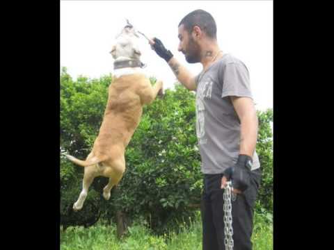 u.C.a - Zarlar Hileli 2013