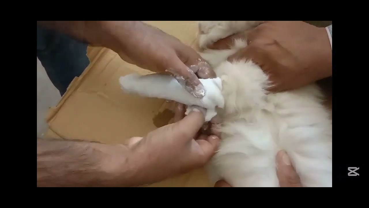 Radius bone head fracture in cat/ fracture management in cat/ pop ...