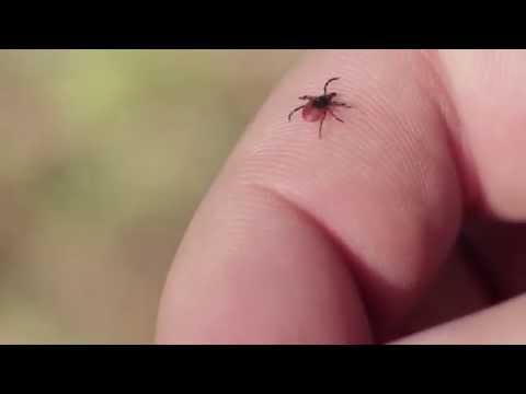 How Fast Can Ticks Walk