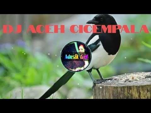 Dj Cicem pala Dj Gayo Aceh