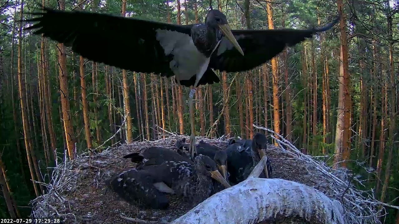 Must-toonekurg::Ciconia nigra 29.7. ( 17.28 ) K2(V) in action - YouTube