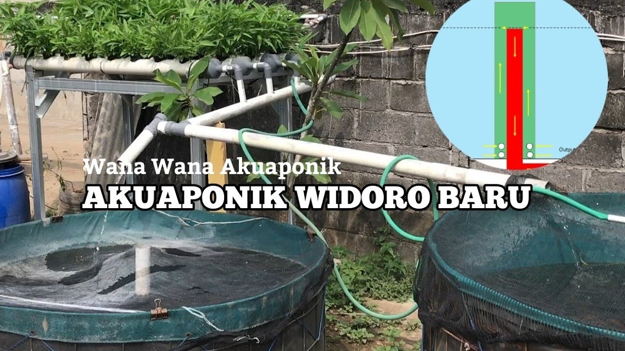 Akuaponik Widoro Baru, Sistem 2 Kolam Dengan Tinggi Permukaan Air ...