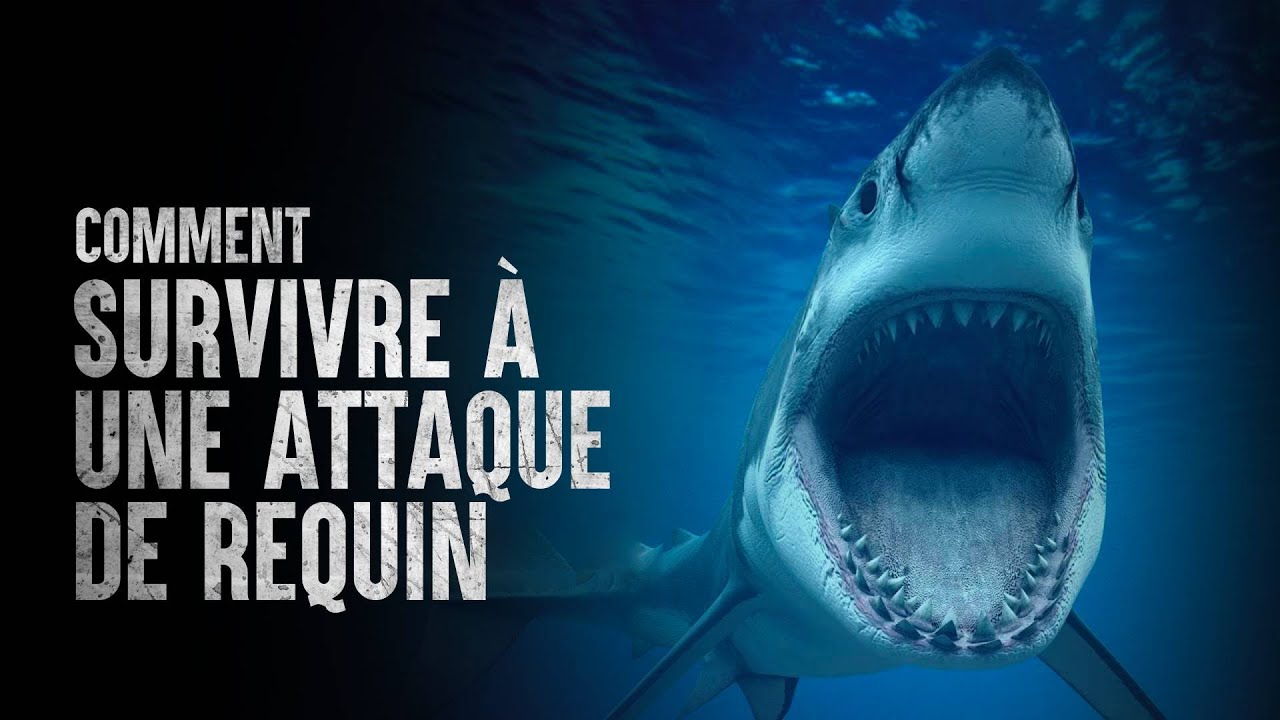 Comment survivre à une attaque de requin - YouTube