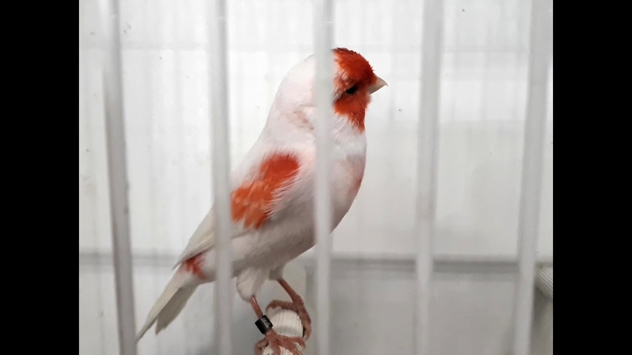 CANARI LIPOCHROME MOSAÏQUE ROUGE MÂLE 93 PT - CANARY RED MOSAIC ...