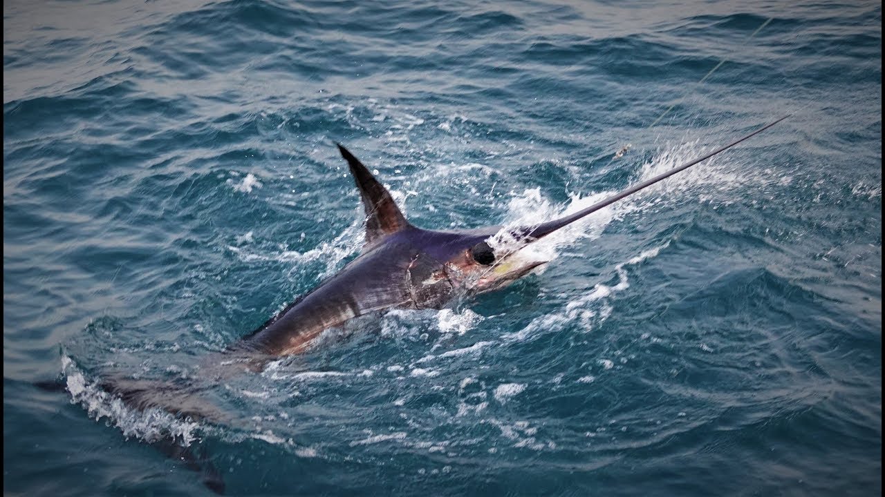 Monster GT and Swordfish Heaven! - YouTube
