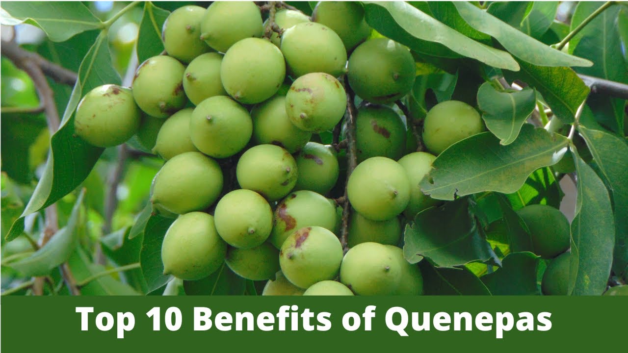 Top 10 Benefits of Quenepas #Spanishlimes #Quenepas #Guinep - YouTube