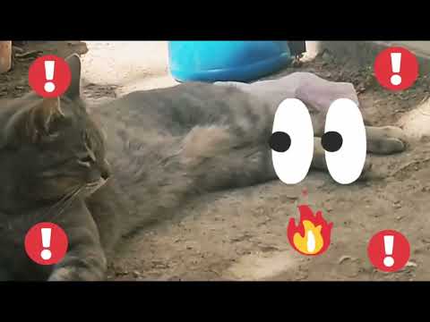 patos locos la película 😃(Patos Locos) - YouTube