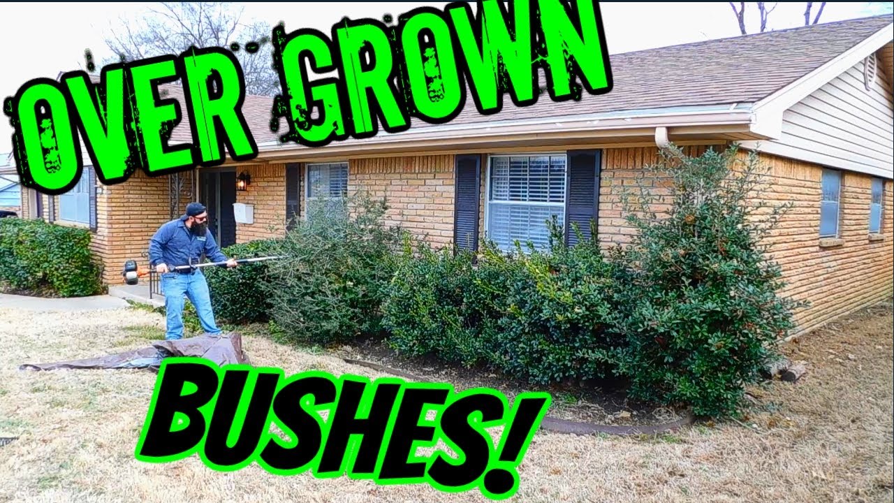 Trimming very over grown bushes / leaf clean up / answering comments ...