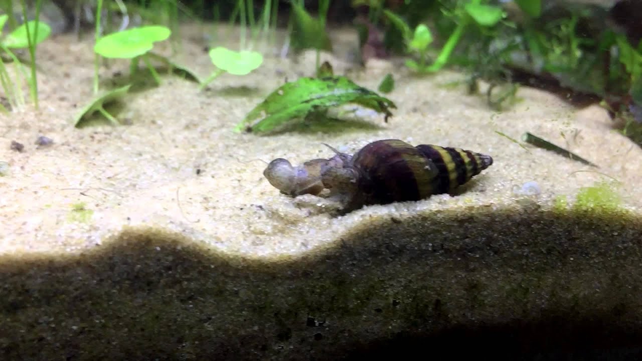 Assasin Snail hunting eating killing pond snail Clea helena snail ...