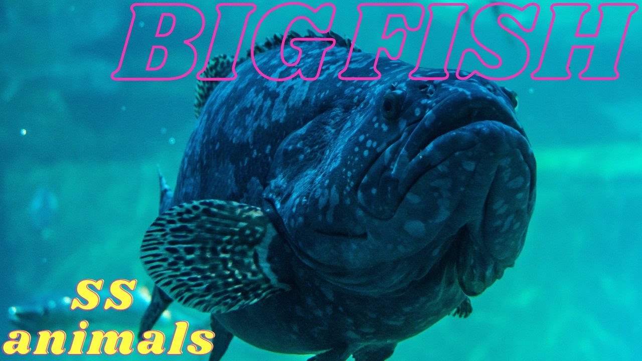 Fishing vieo animals fih video how to fish videos fish video for kids ...