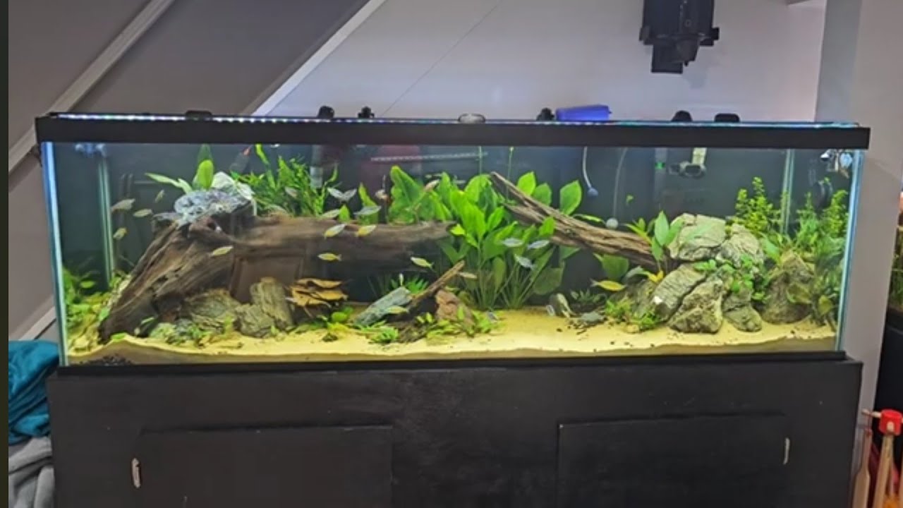 125 Gallon Rainbowfish Tank is Finished!!! - YouTube