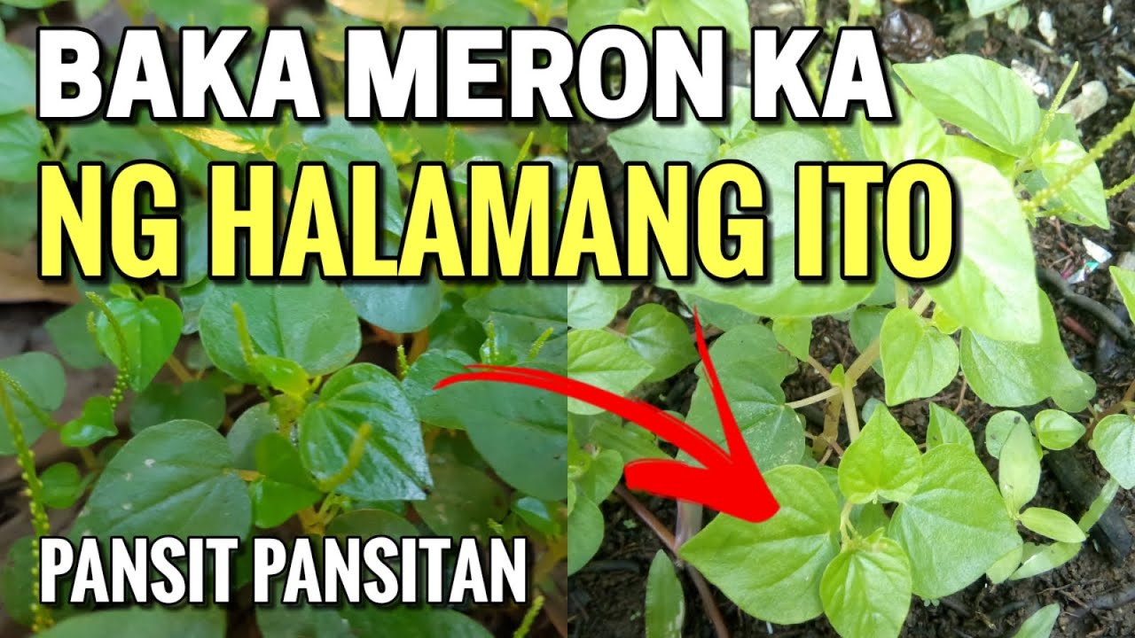 BAKA MERON KA NG HALAMANG ITO? / 10 BENEFITS NG PANSIT PANSITAN - YouTube
