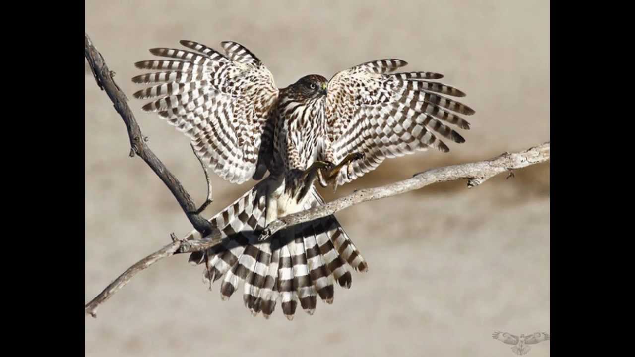 Beautiful Birds ( slideshow) - YouTube