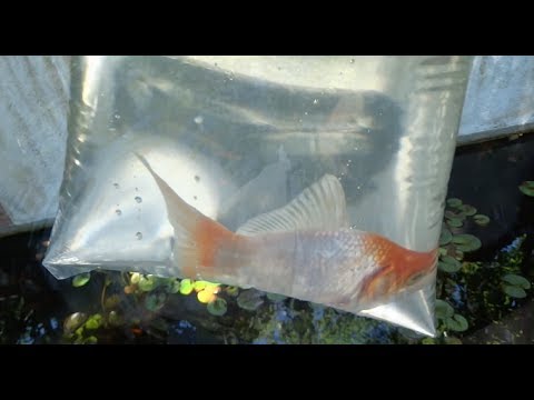 Adopting Fish From An Animal Shelter - YouTube