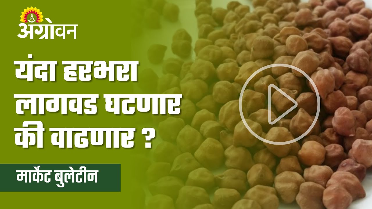 Chana Market: What is the status of chana sowing in the country ...