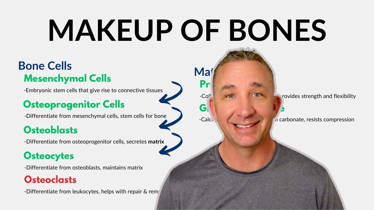Makeup of Bone and Their Cells - YouTube