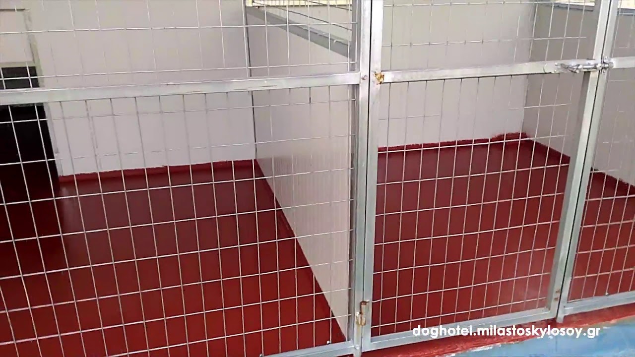 DOG HOTEL - Έξω από τα δωμάτια (Outside the kennels) - ΜΙΛΑ ΣΤΟ ΣΚΥΛΟ ...