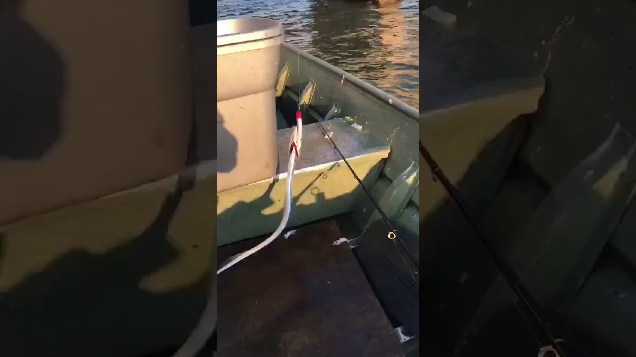 Live Belt Fish just Caught - YouTube