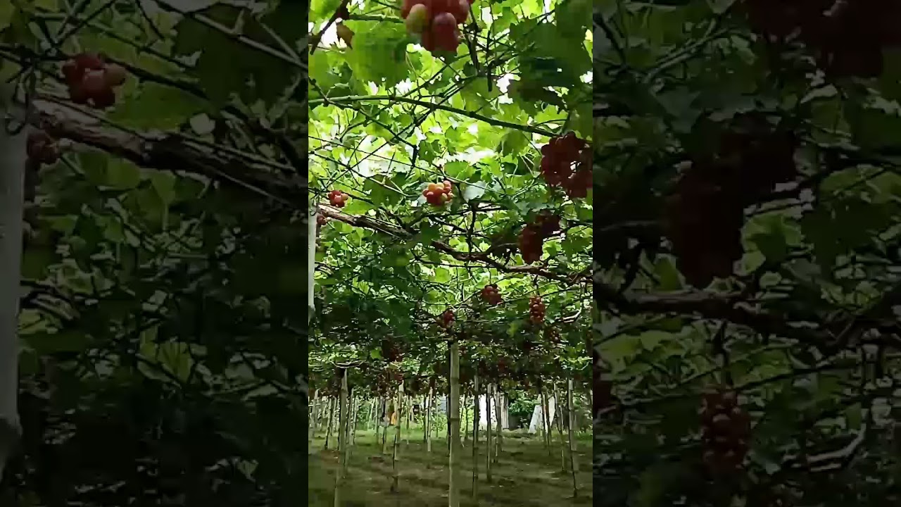Nice grape farm in the Philippines - YouTube